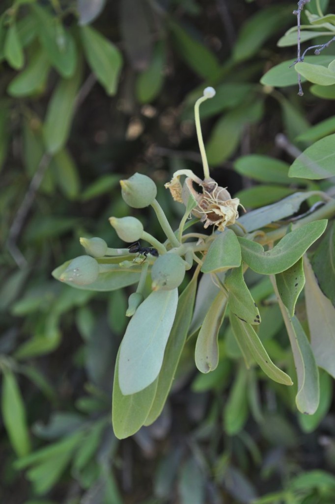 Capparis mitchellii – Stringybark Ecological