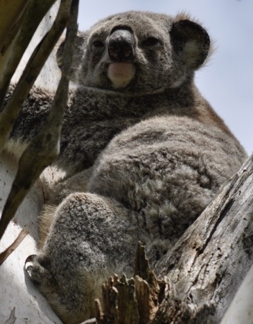 Tracking Armidale’s Koalas – Stringybark Ecological